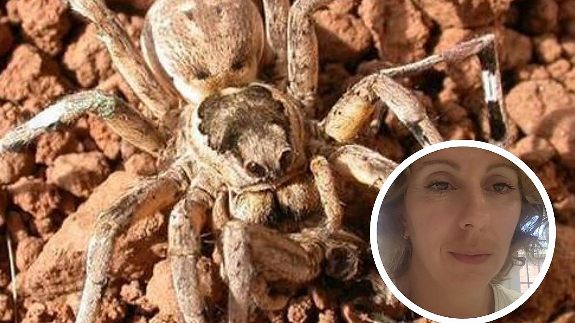 El canibalismo en el reino animal | BURGOSconecta