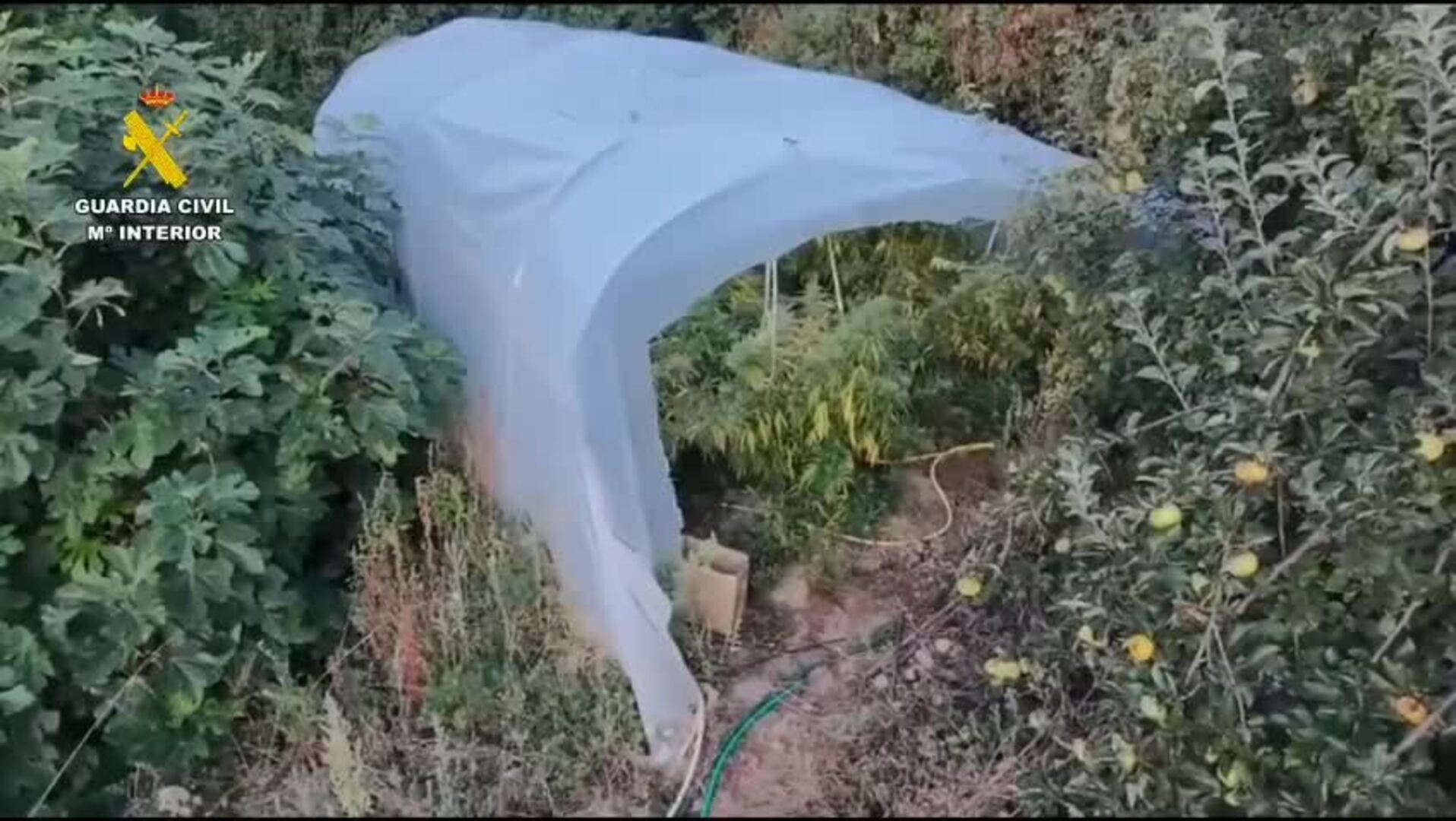 Desmantelan una plantación de marihuana en Burgos | BURGOSconecta