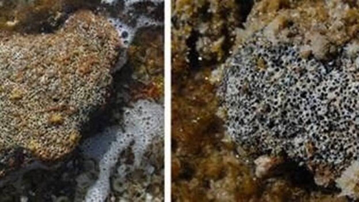 Describen una nueva especie de molusco que crea microarrecifes en el ...