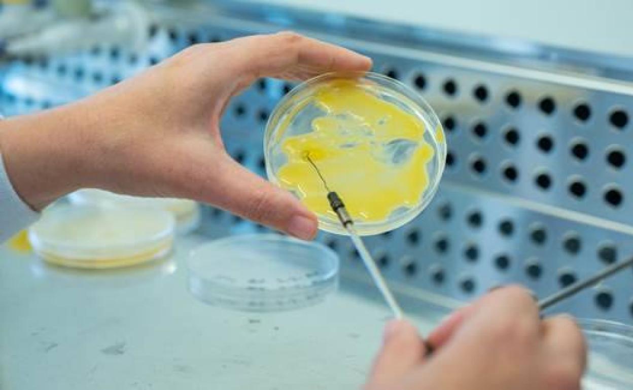 15 investigadores del CSIC, entre los más influyentes del mundo | Canarias7