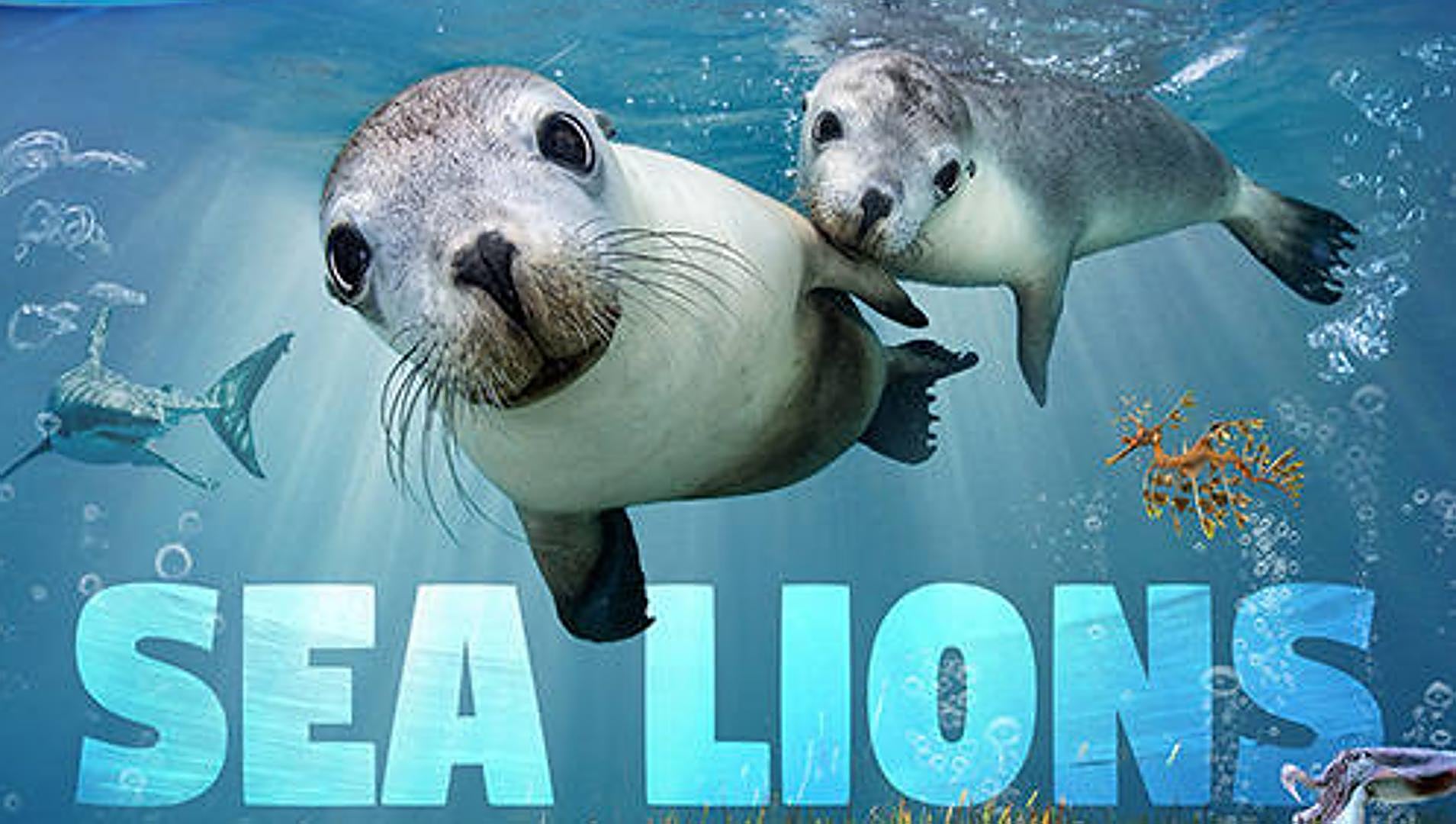 El Museo Elder muestra el mundo de los leones marinos en una película ...