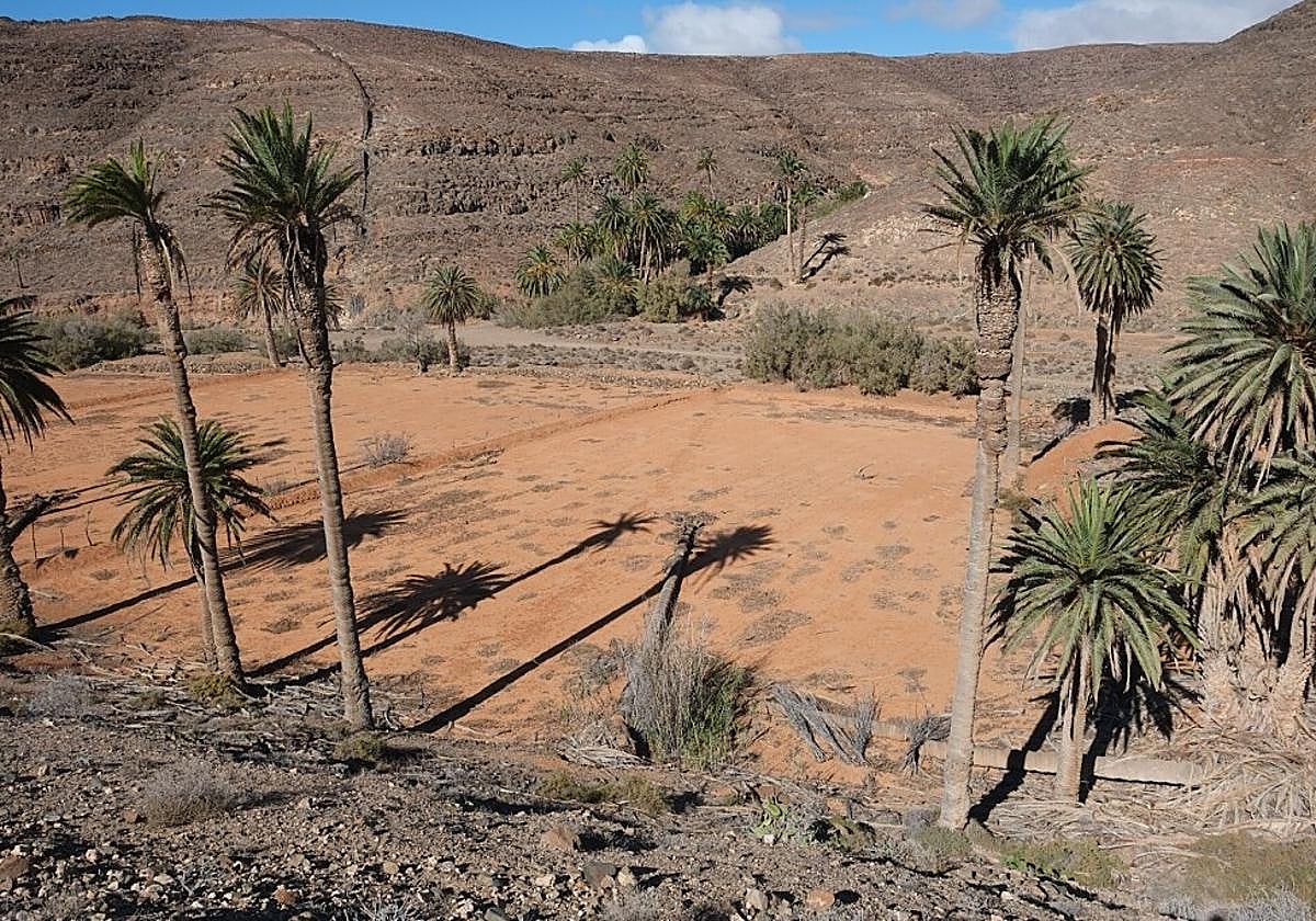 Los palmerales de la Madre de Agua y Buen Paso, a salvo todavía del ...