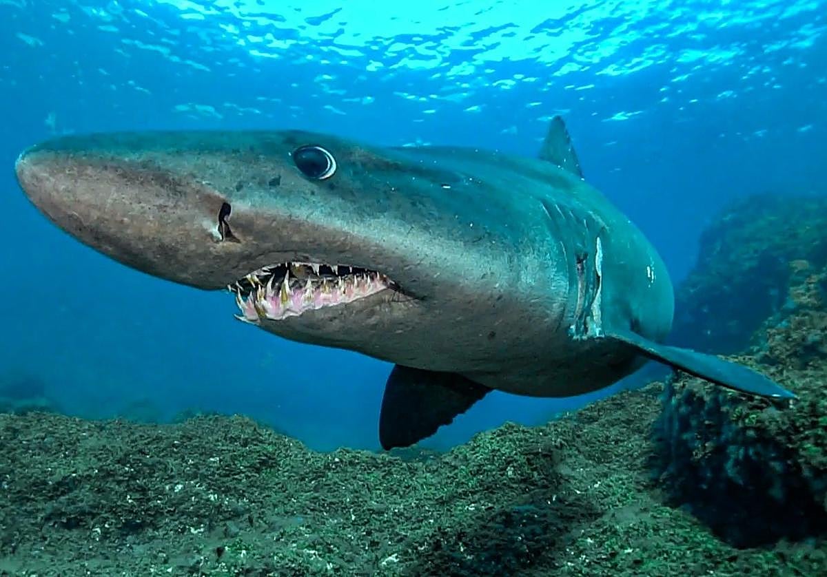 La ciencia combate la pesca accidental de tiburones y rayas en Canarias ...