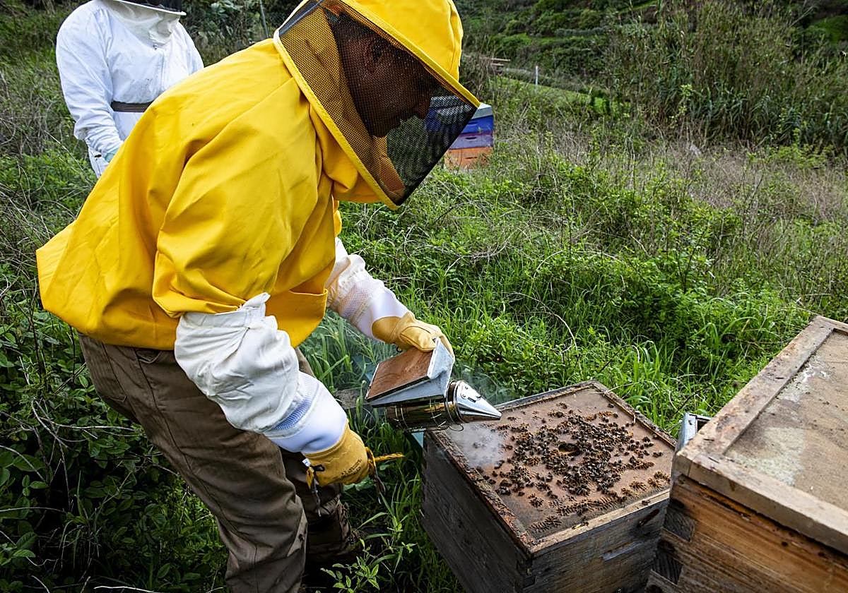 Los apicultores de Gran Canaria ante la avispa asiática: «Es una de las ...