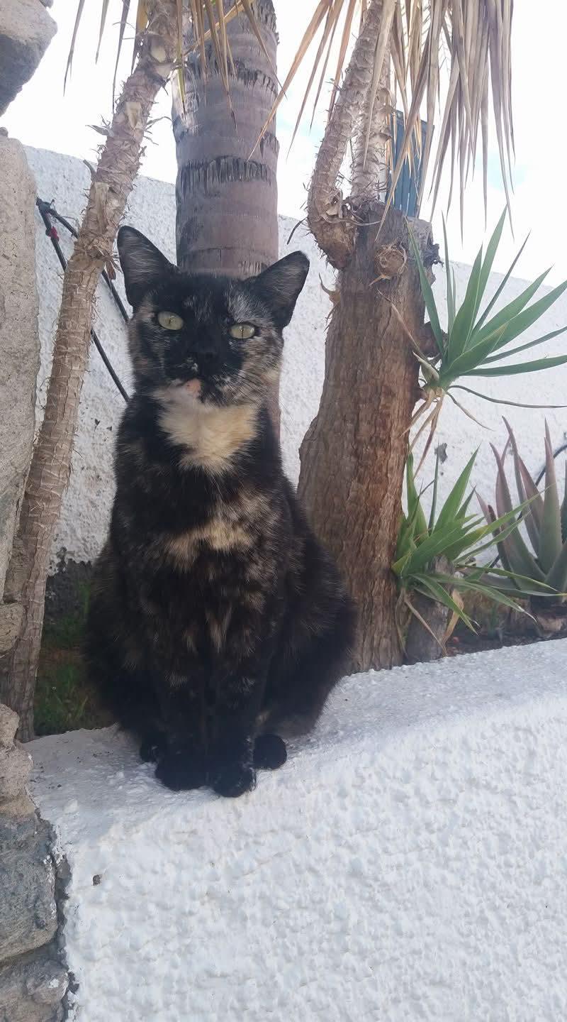 Cárcel por matar a la gata Milú en unos apartamentos de Puerto Rico ...