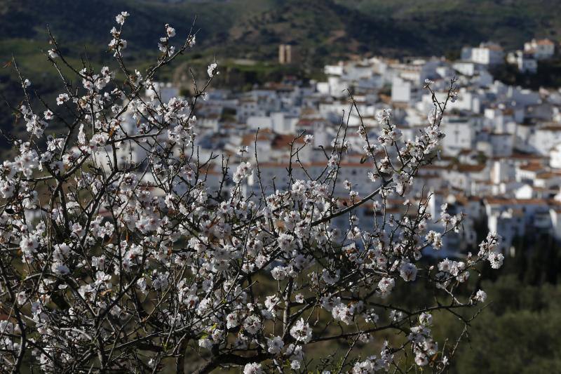 Fotos: Almendros en flor en la provincia de Málaga en enero (I ...