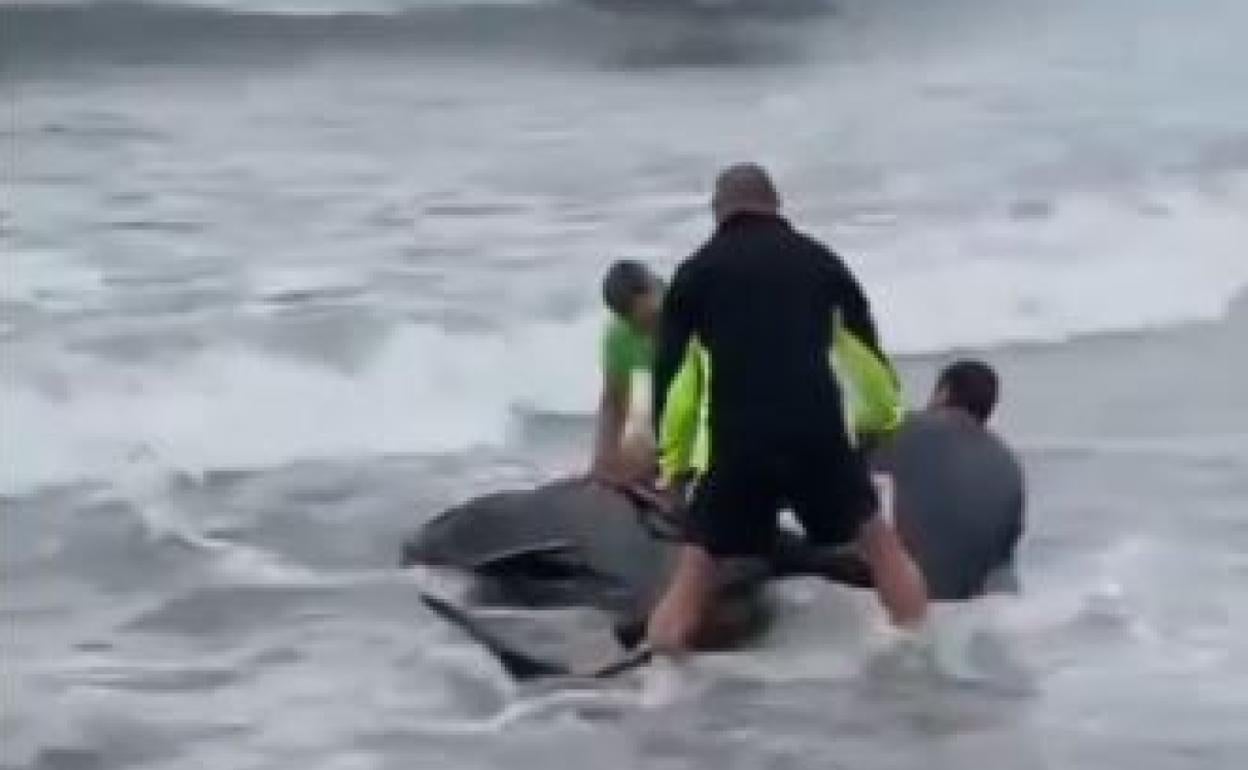 Aparece un delfín calderón varado en una playa de Estepona | Diario Sur