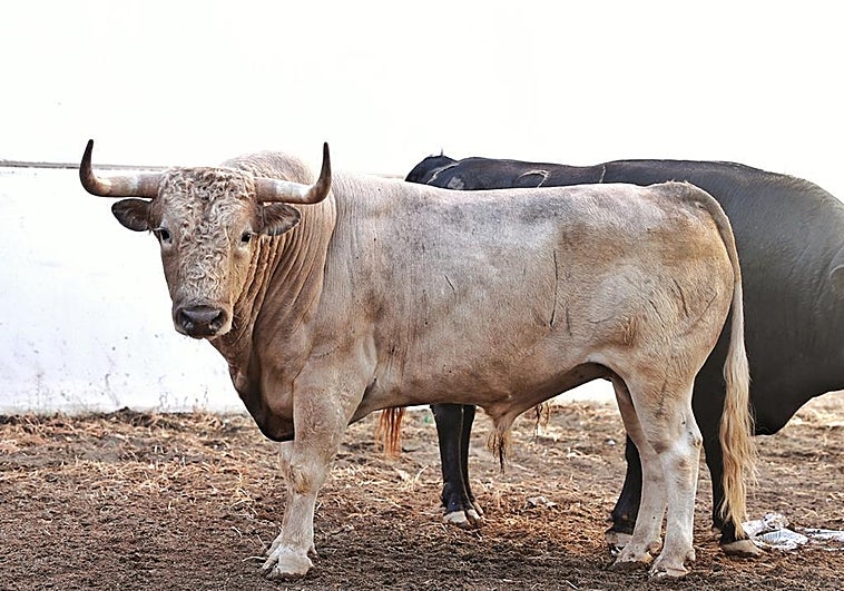 'Currillo' abre la Corrida Picassiana y la temporada taurina en Málaga ...