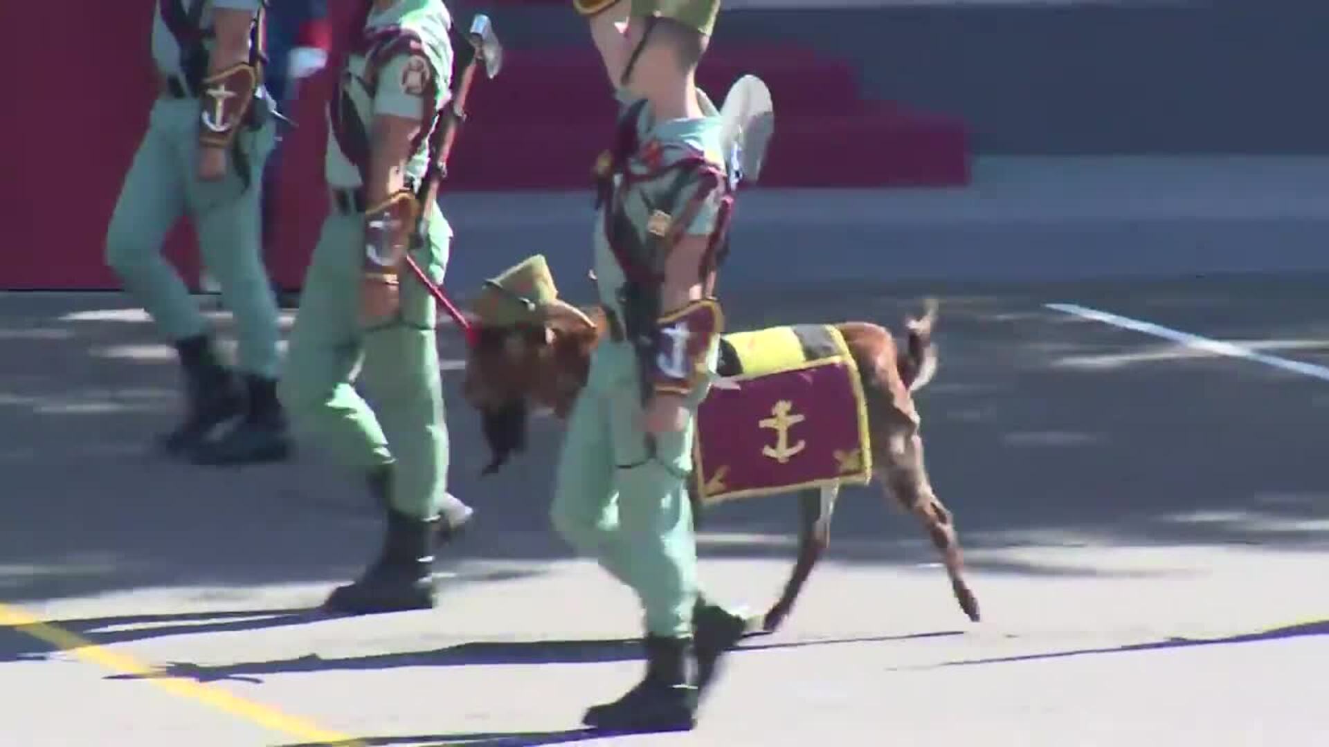 El chivo 'Pacoli' de la Legión acapara todas las miradas en el desfile del 12-O | Diario Sur