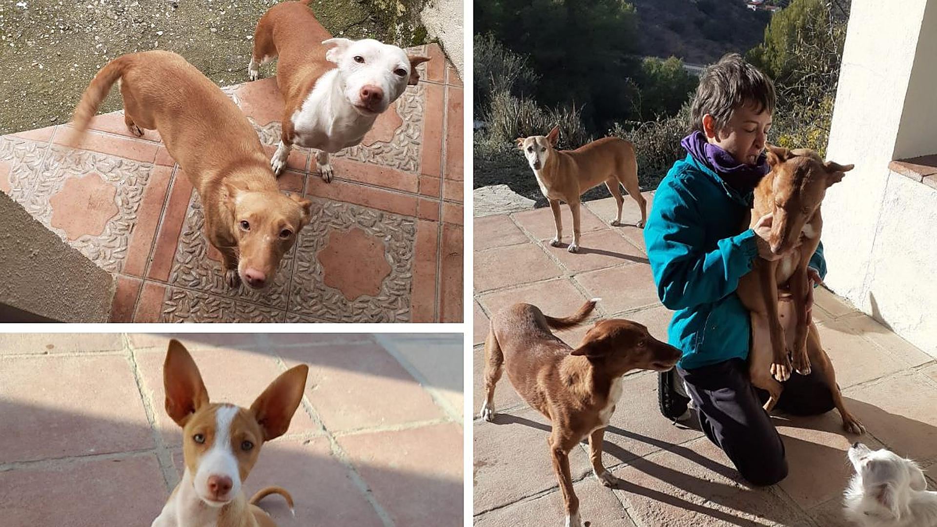 Una familia denuncia el robo de sus seis perros en Monda: «Nos han ...
