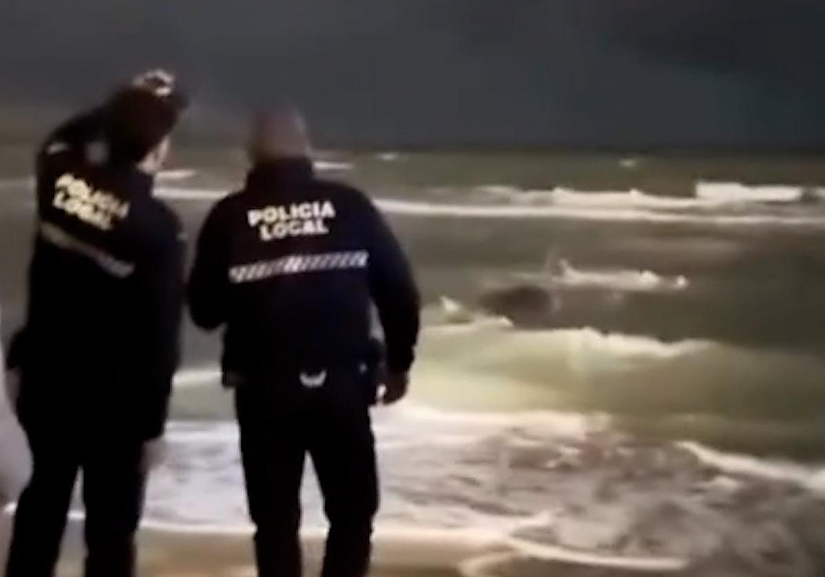 Un delfín gigante permanece varado varias horas en una playa de ...