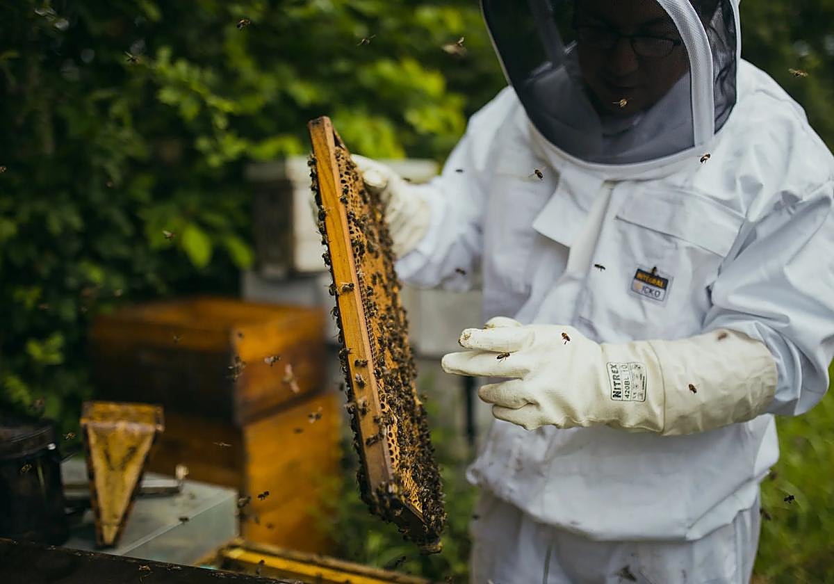 Día Mundial de la Abeja: cómo este insecto contribuye a regenerar ...
