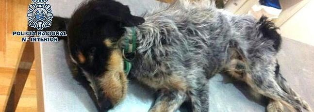 Arrestan al dueño de un perro moribundo por maltrato en Vélez | Diario Sur