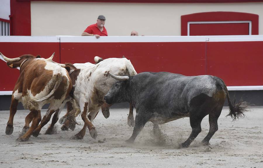 Fotos: Desencajonamiento de los toros en Azpeitia | El Diario Vasco