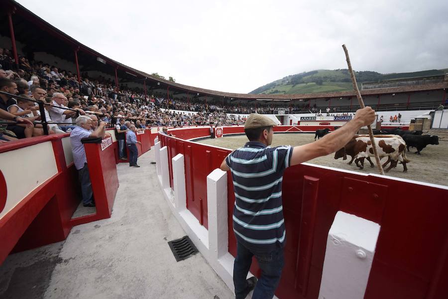 Fotos: Desencajonamiento de los toros en Azpeitia | El Diario Vasco
