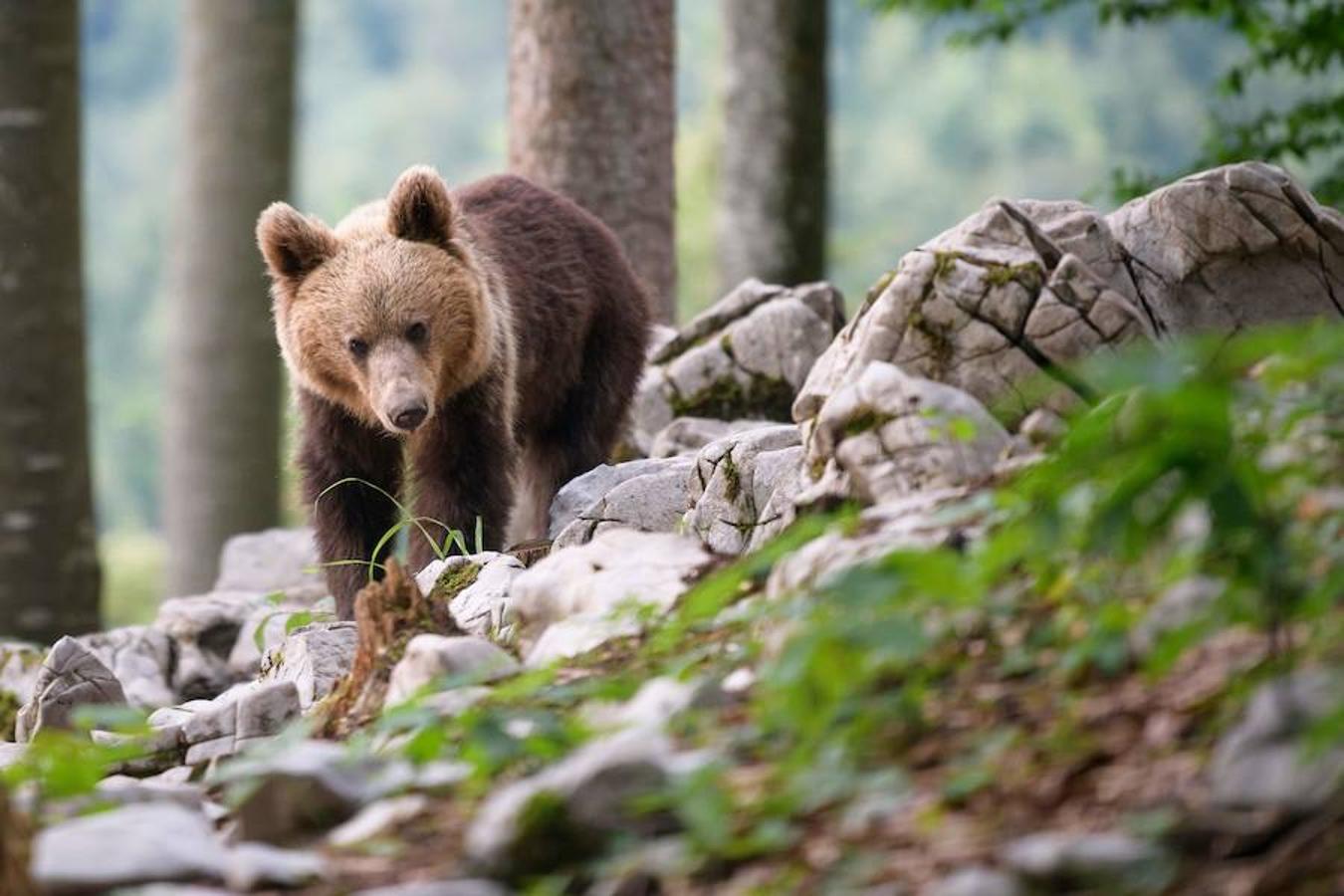 Fotos: La población de osos de Eslovenia esta en auge | El Diario Vasco