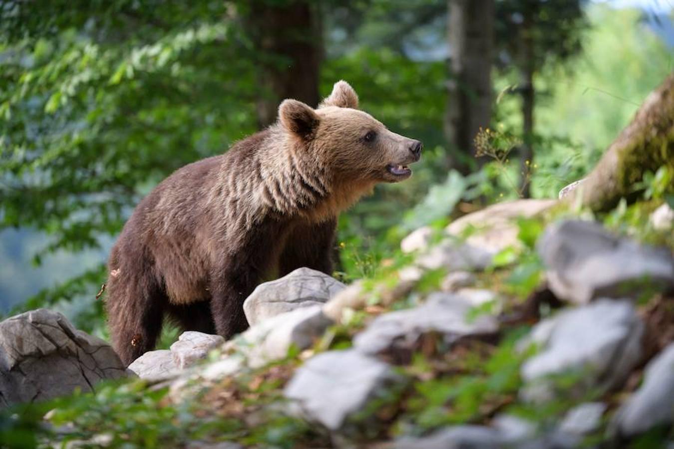 Fotos: La población de osos de Eslovenia esta en auge | El Diario Vasco