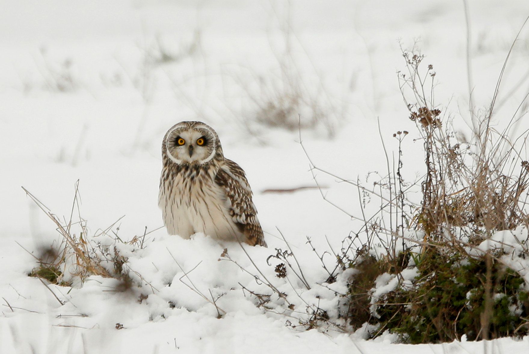 Fotos: Buho de orejas cortas | El Diario Vasco