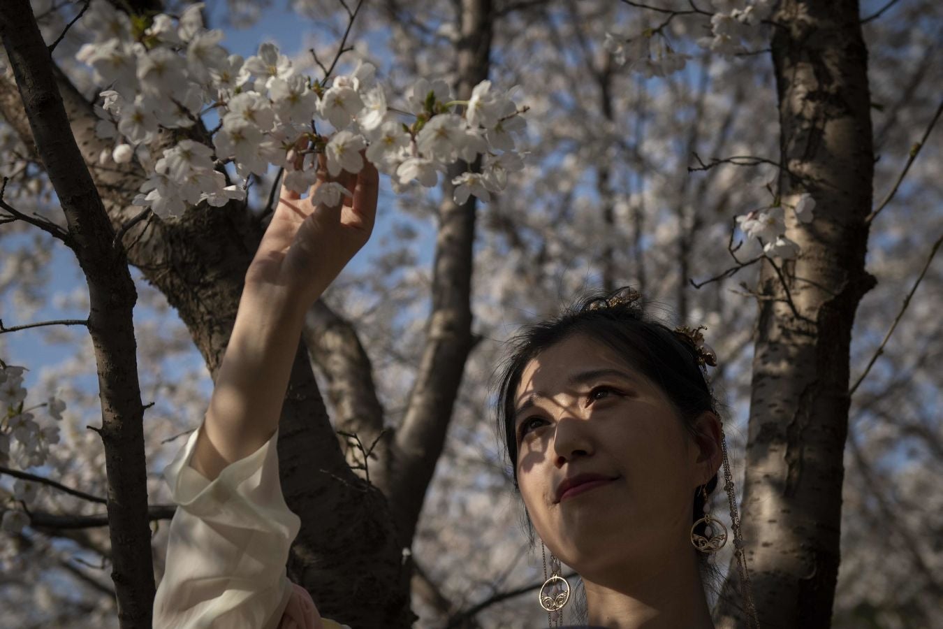 Fotos: Los cerezos comienzan a florecer en China | El Diario Vasco