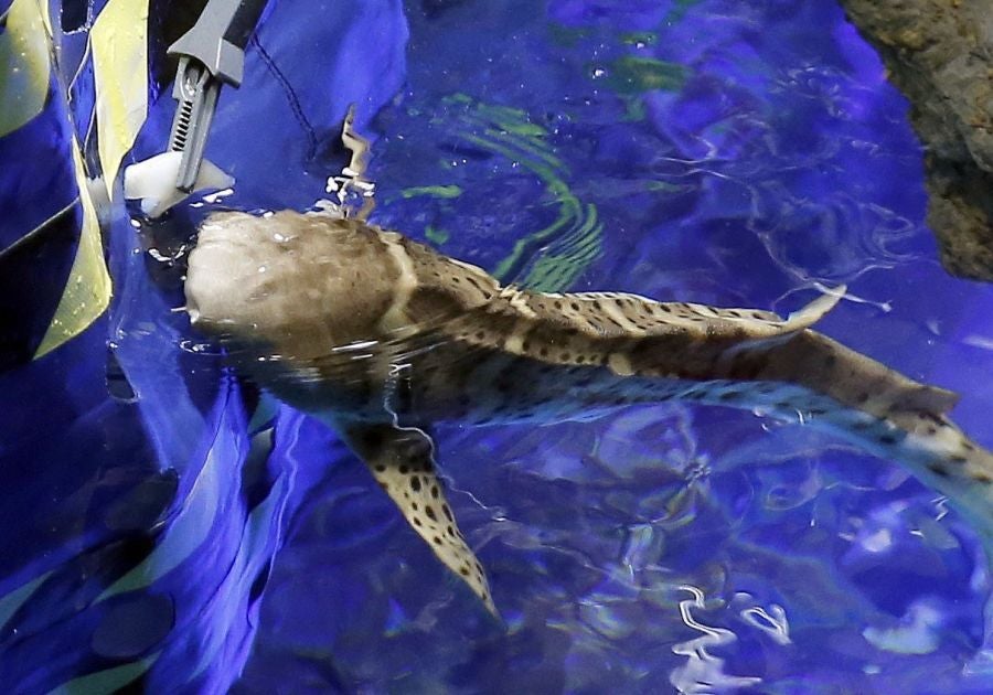 Fotos: El curioso tiburón cebra | El Diario Vasco