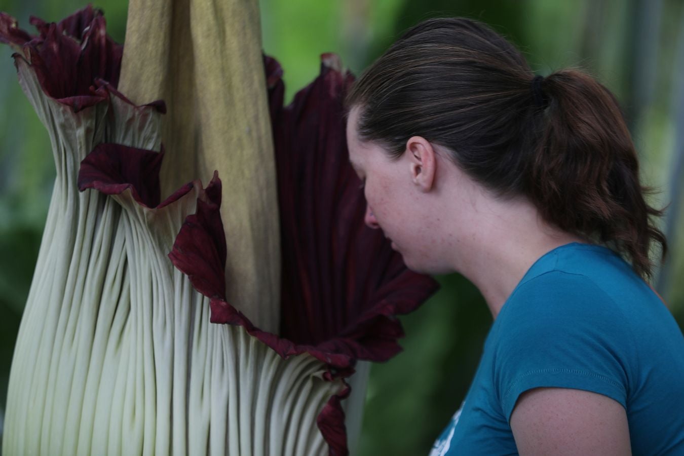Fotos: Tras siete años, la 'flor cadáver' floreció | El Diario Vasco