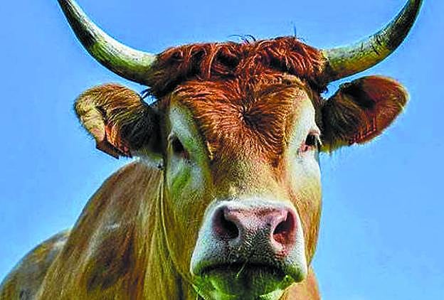 Premio para una imagen de Carlos Cos de Azcona | El Diario Vasco