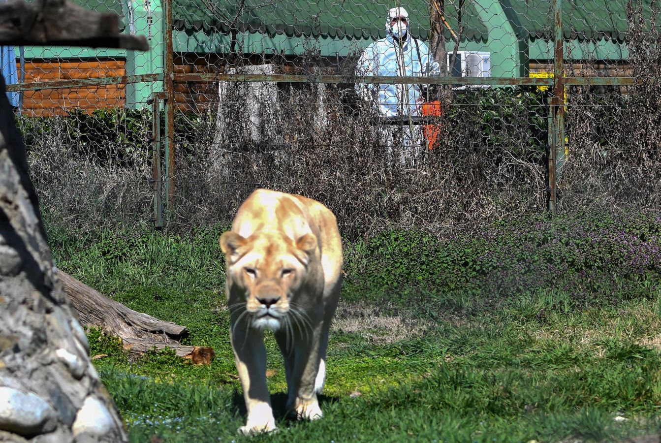Fotos: Cuarentena en el zoo | El Diario Vasco