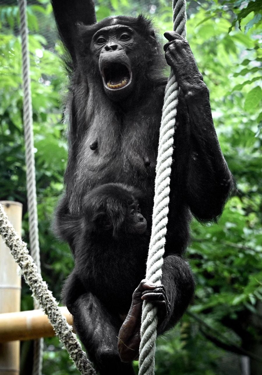 Fotos: Uno más en la familia | El Diario Vasco