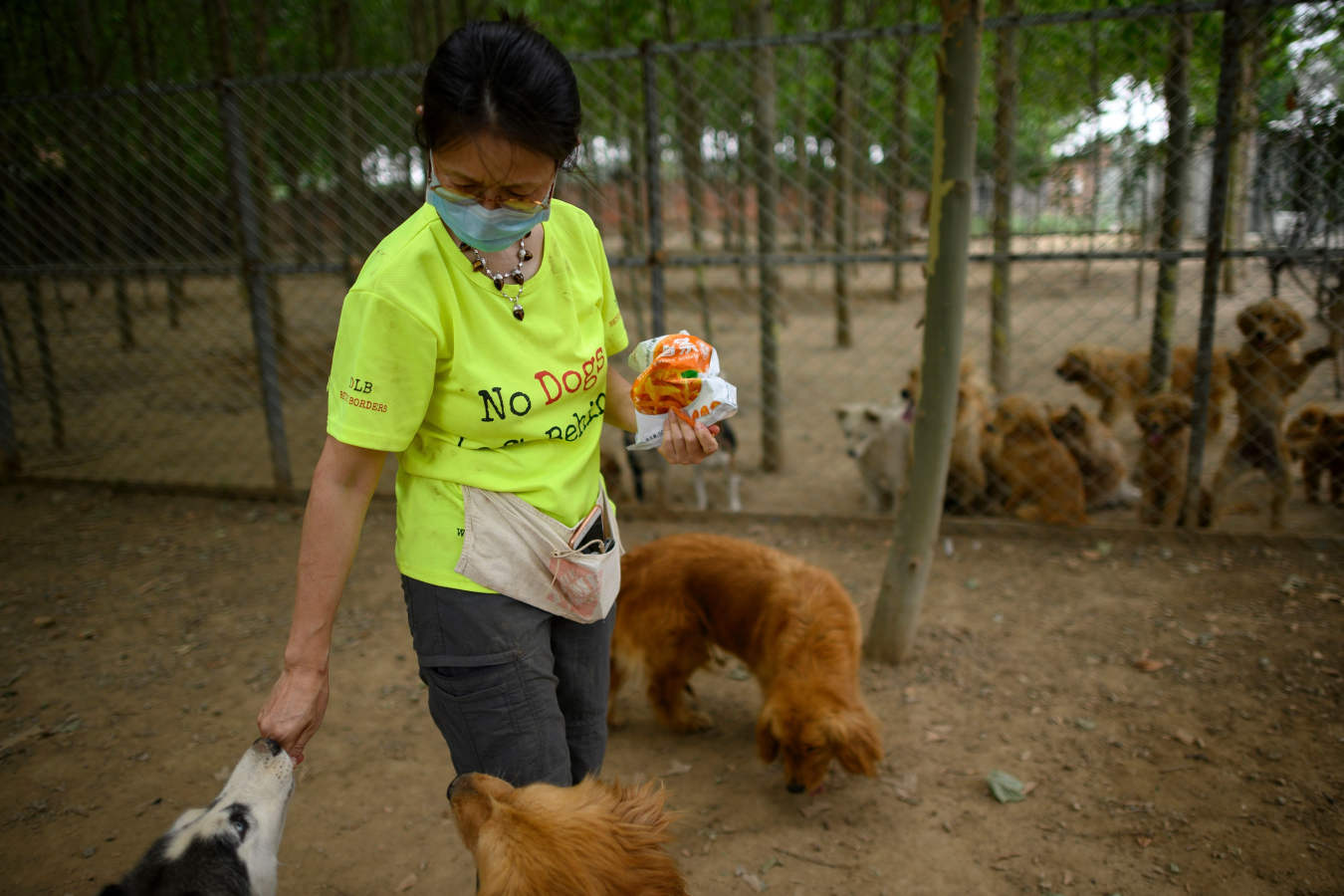 Fotos: Al rescate de los perros | El Diario Vasco