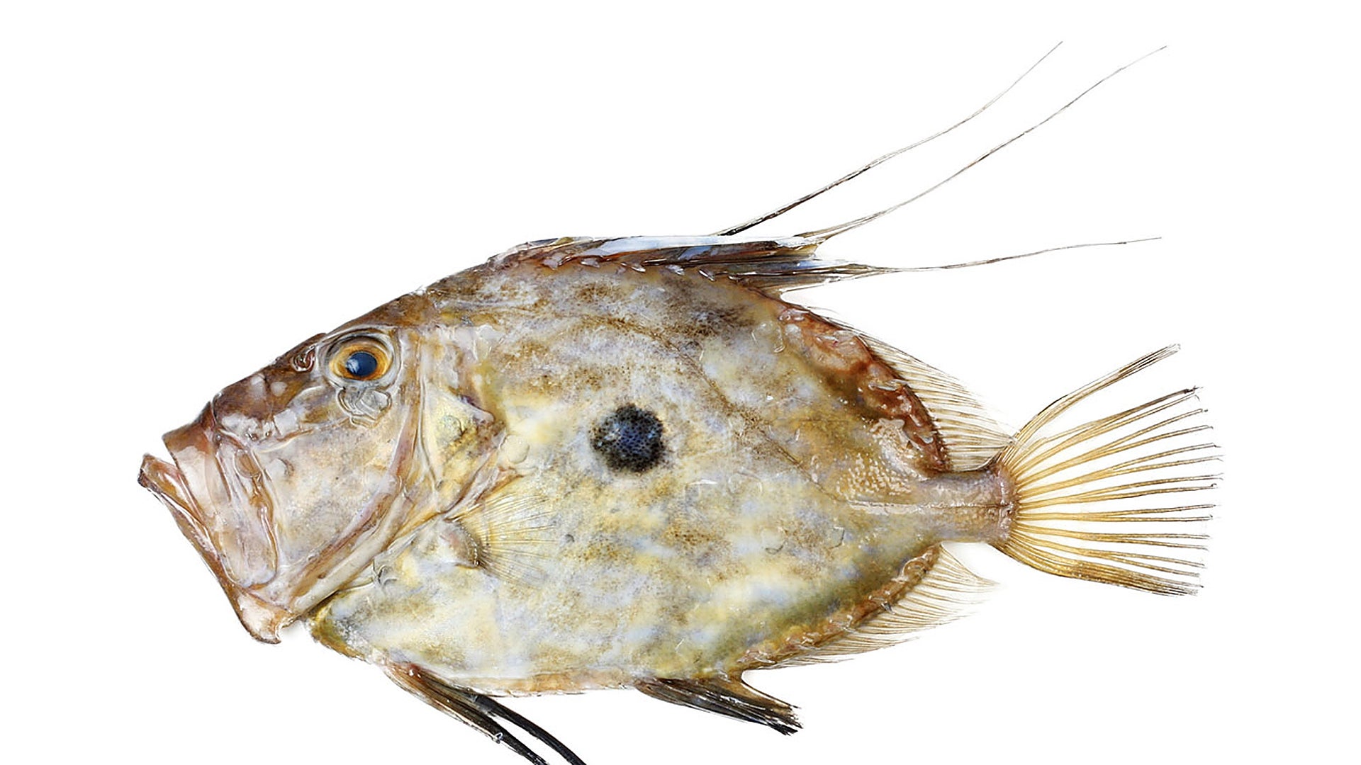 San Pedro, el pescado que no puedes dejar de probar | El Diario Vasco