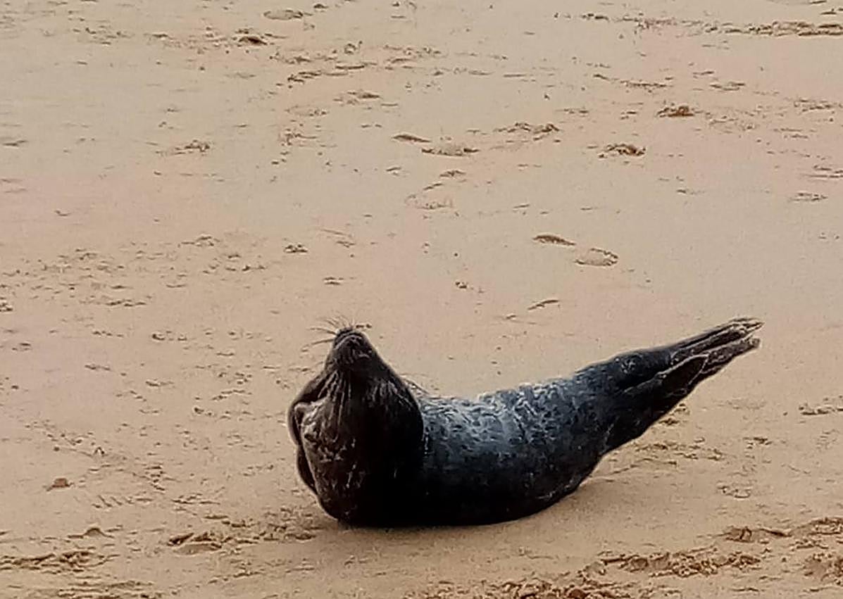 Una foca sorprende a los donostiarras en la playa de Ondarreta de ...