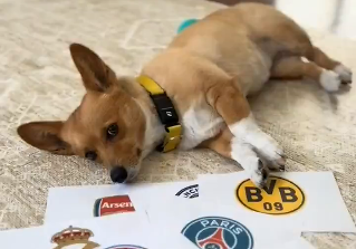 'Doggo', el perro que se ha comido a la IA y ha acertado todos los ...