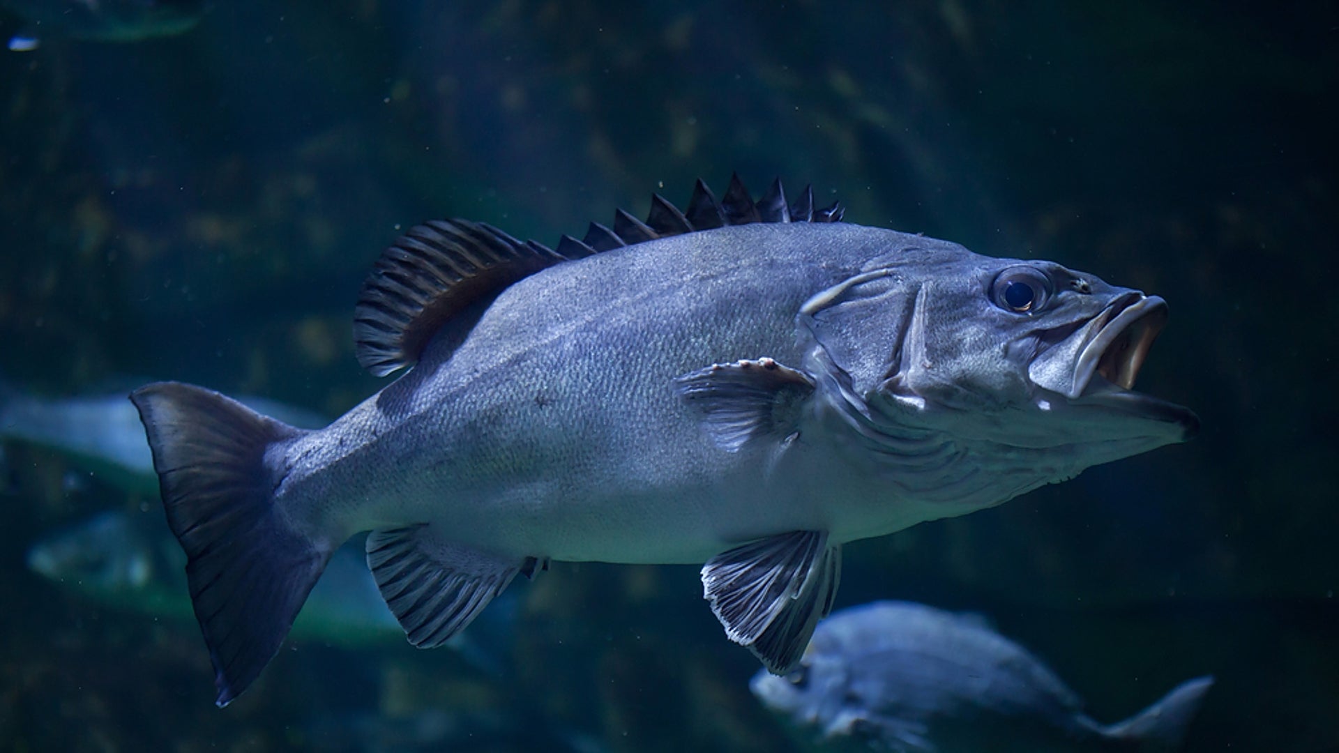 Conoce el cherne, el pescado canario | El Diario Vasco