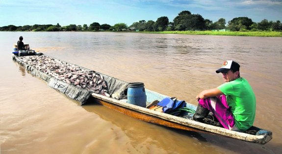 El peligroso contrabando de peces coporo | El Diario Vasco