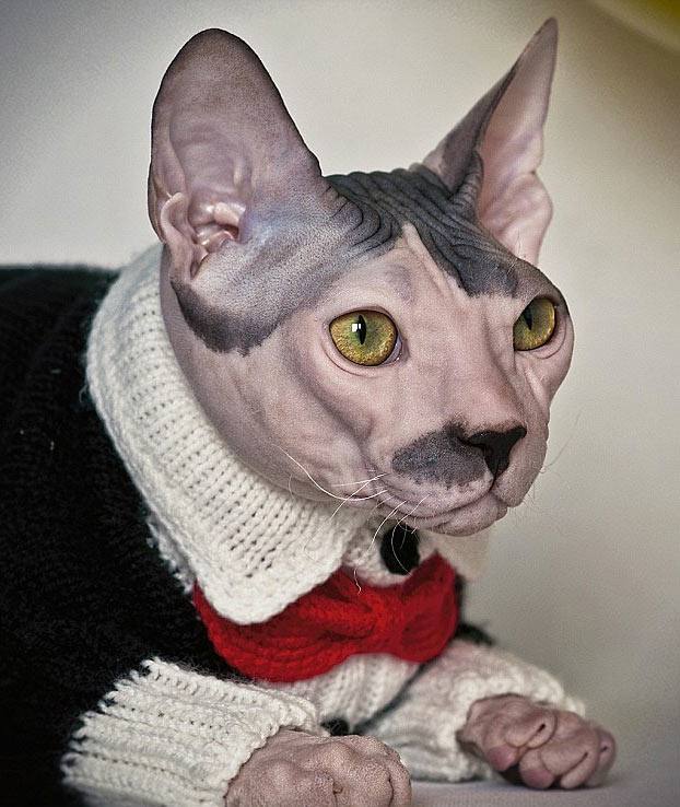 El gato que se parece a Hitler | El Comercio: Diario de Asturias