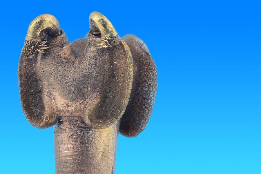 Fotos: Del ojo de una hormiga a los anillos de saturno | El Comercio ...