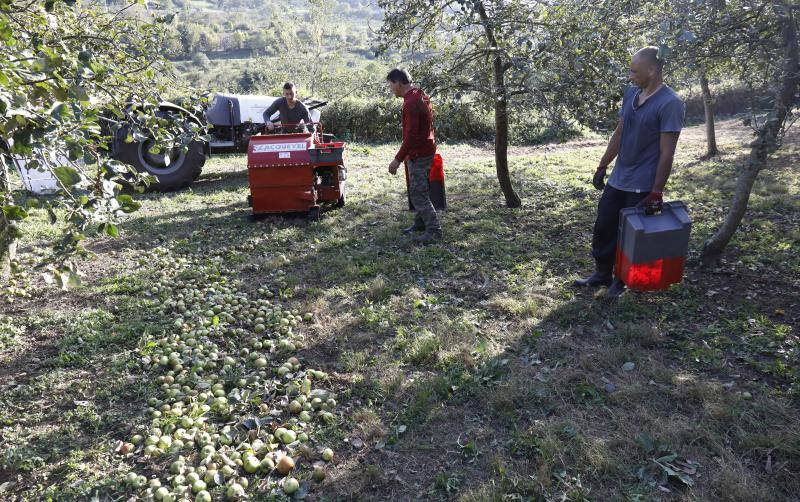 Fotos: Cosecha récord de manzana en Asturias | El Comercio: Diario de ...