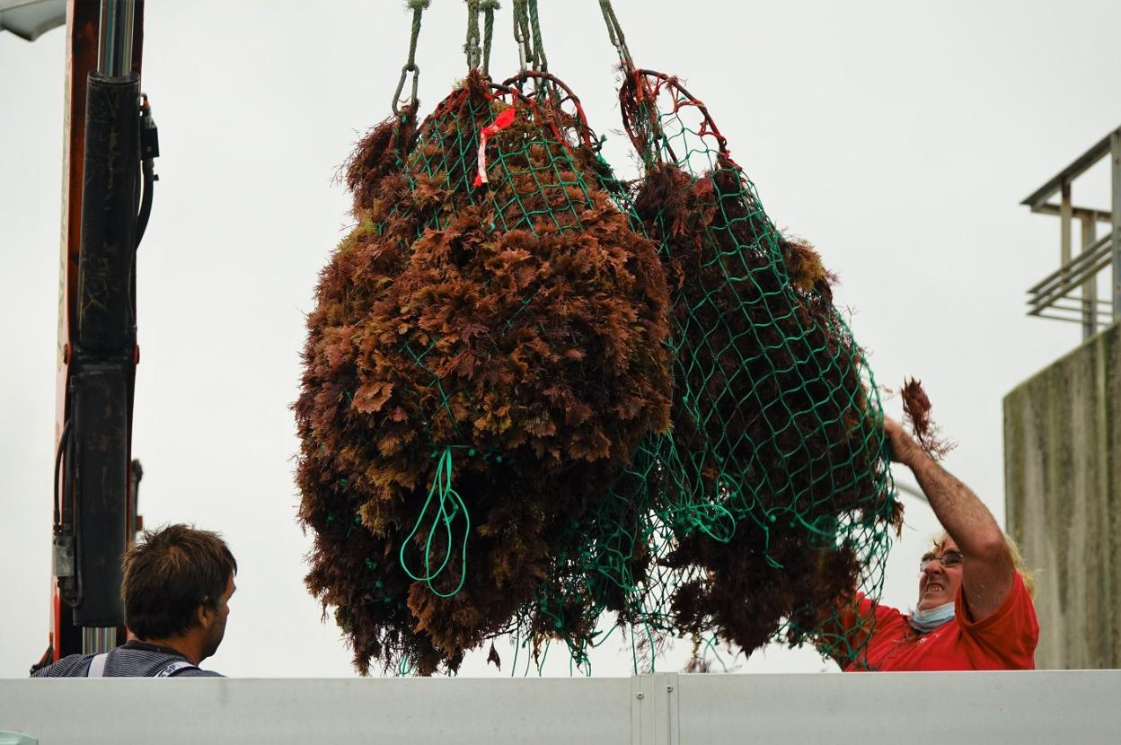 Autorizada la campaña de ocle entre críticas de los ecologistas | El ...