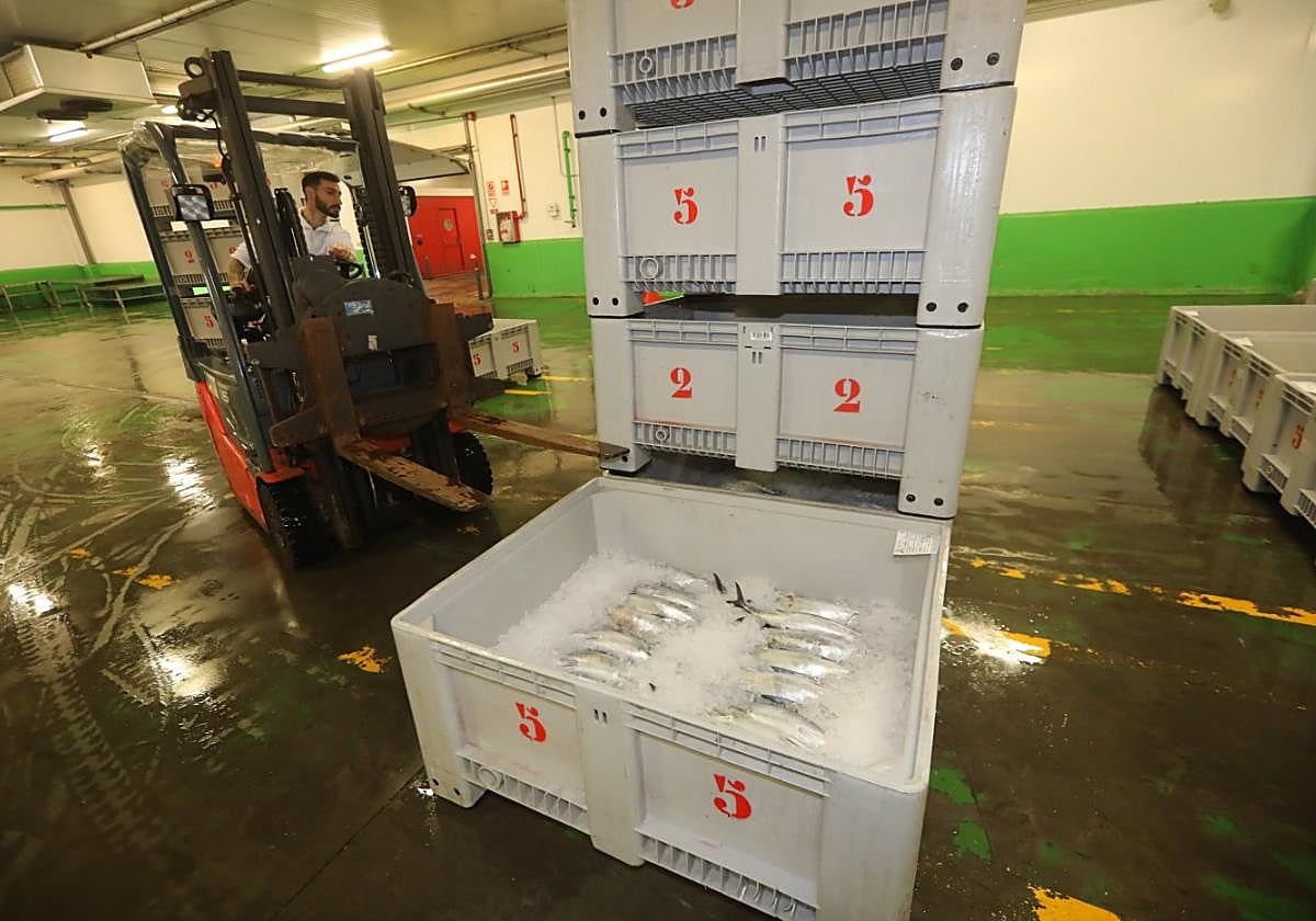 El aumento de las capturas hace temer un nuevo cierre de la costera del ...