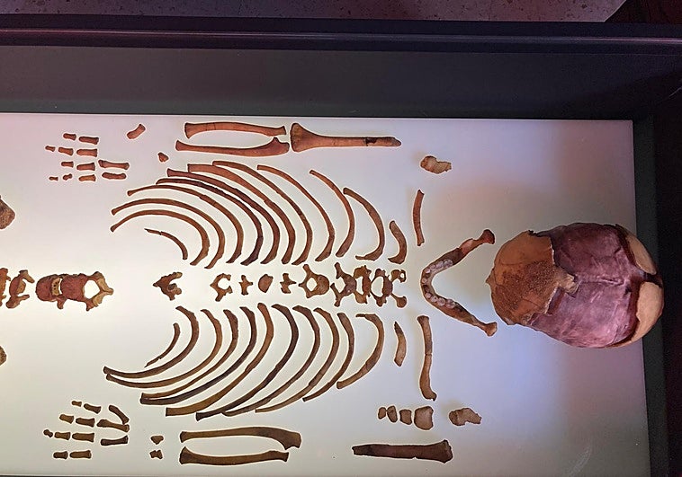 Uno de los guajes de El Sidrón vuelve a casa 30 años después | El ...