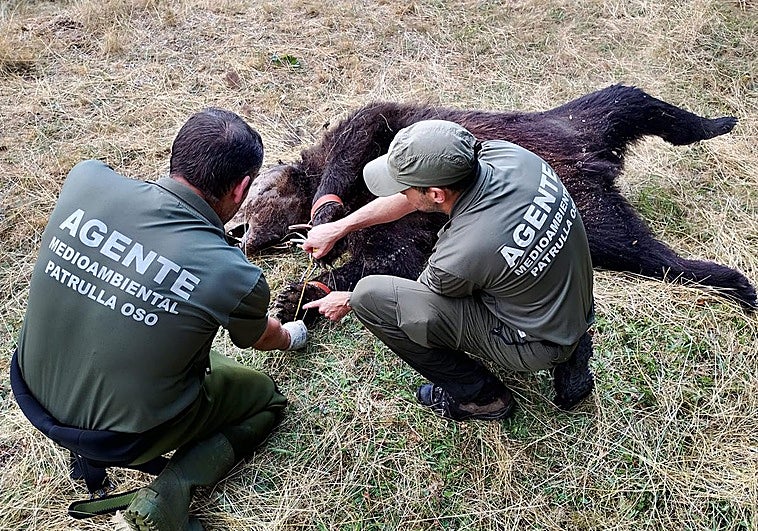 Nuevo caso de furtivismo en Asturias: aparece muerto un oso atado con ...