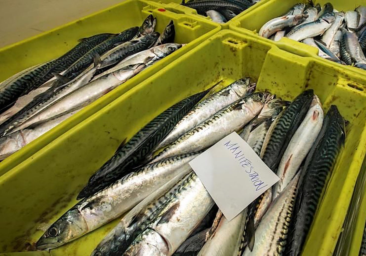 La xarda amplía su área de reproducción hacia el norte debido al ...