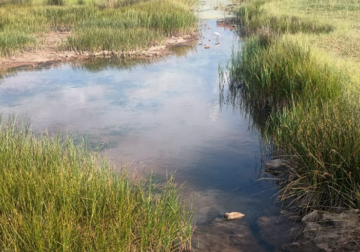 El humedal de El Salín, en Villaviciosa, vuelve a tener agua y regresan ...