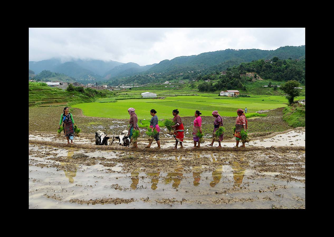 Fotos: La fiesta del arroz | El Correo