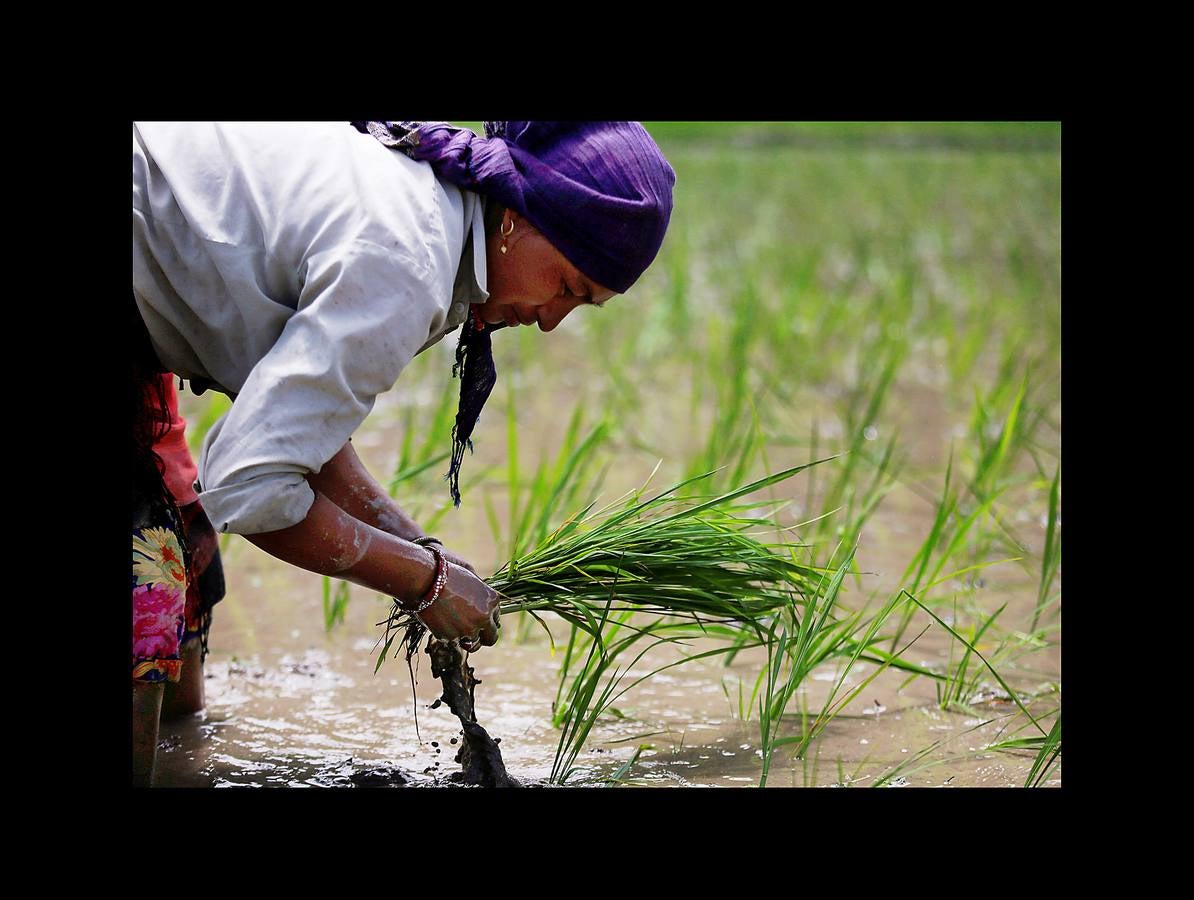 Fotos: La fiesta del arroz | El Correo