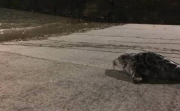 Una foca visita San Sebastián | El Correo