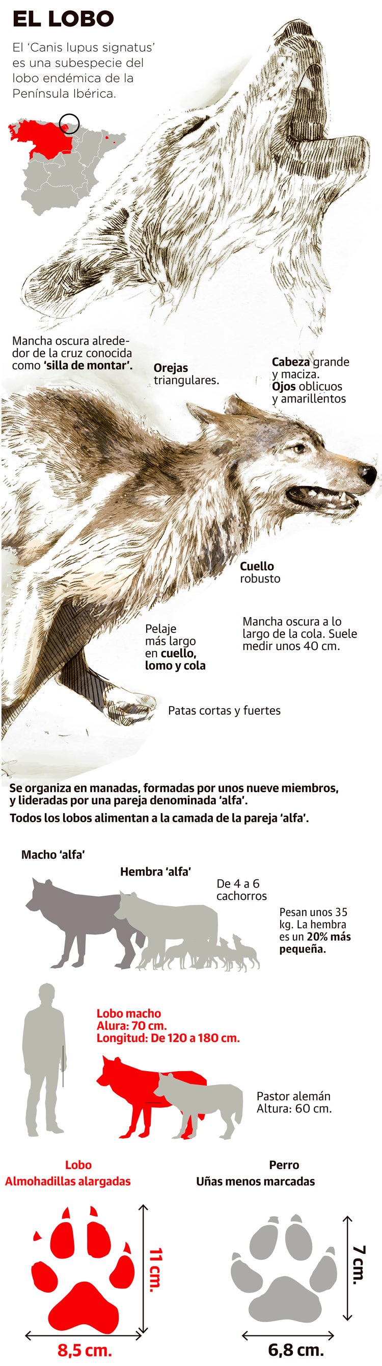 Los ataques del lobo | El Correo
