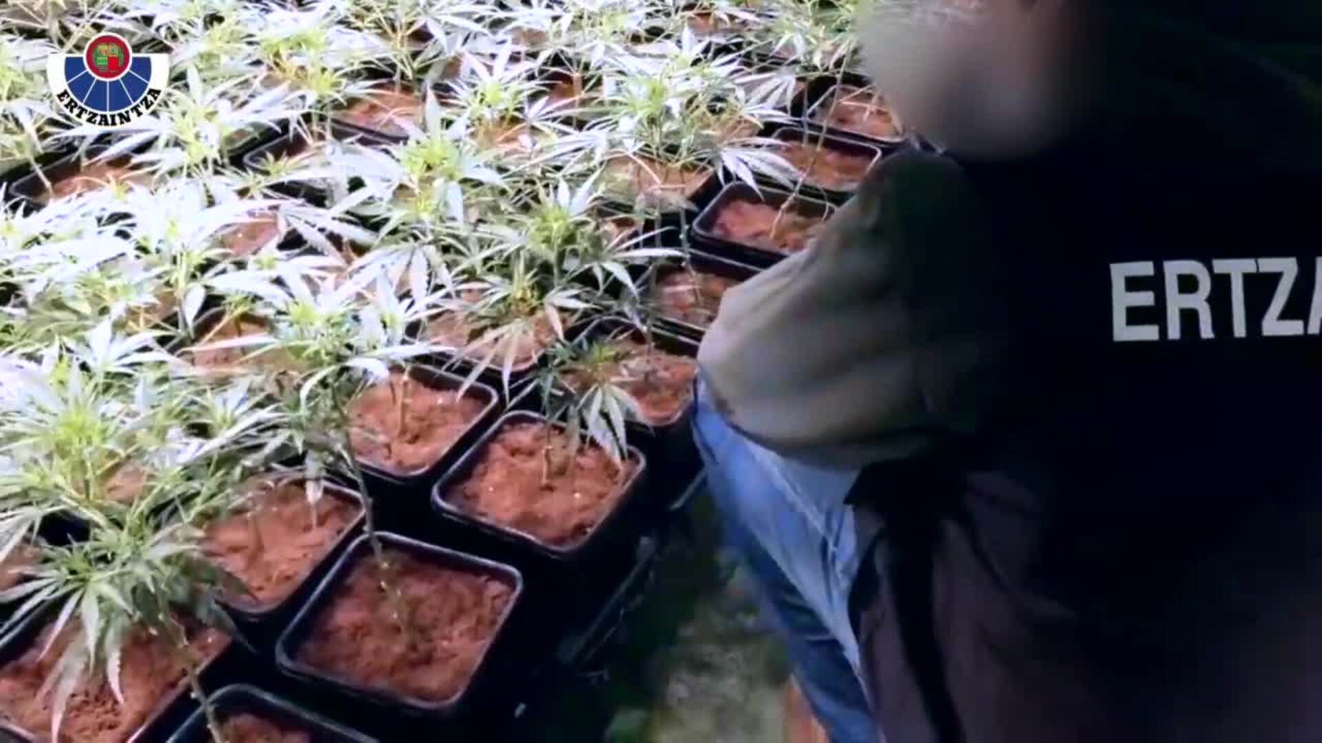 Desmantelan una plantación de marihuana con 1.200 plantas en un pabellón de Trapagaran | El Correo