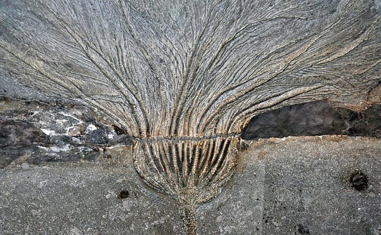 Algunos de los seres más extraños que han habitado la Tierra | El Correo
