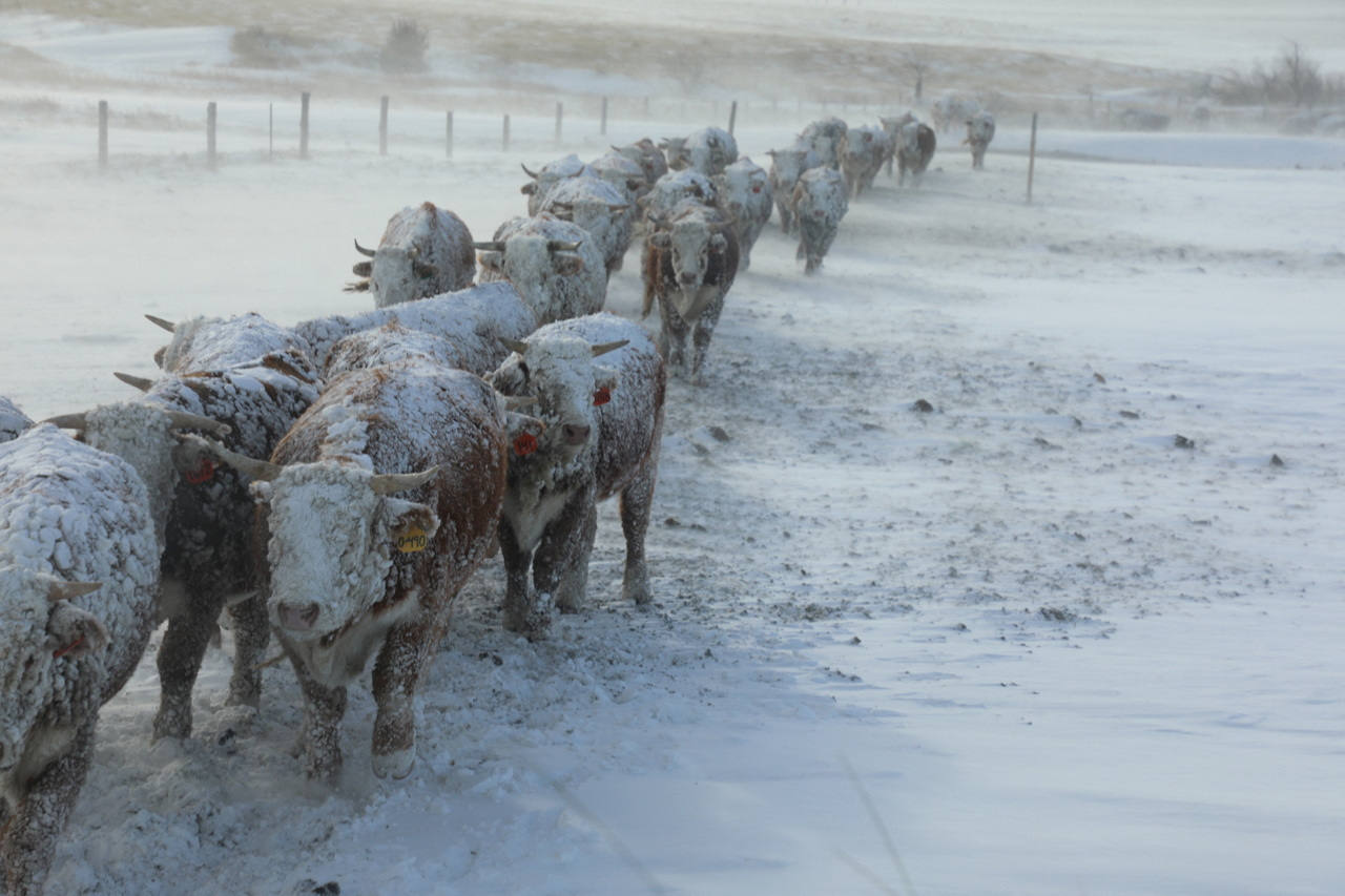 Fotos: Las impresionantes estampas que deja la nieve alrededor del ...